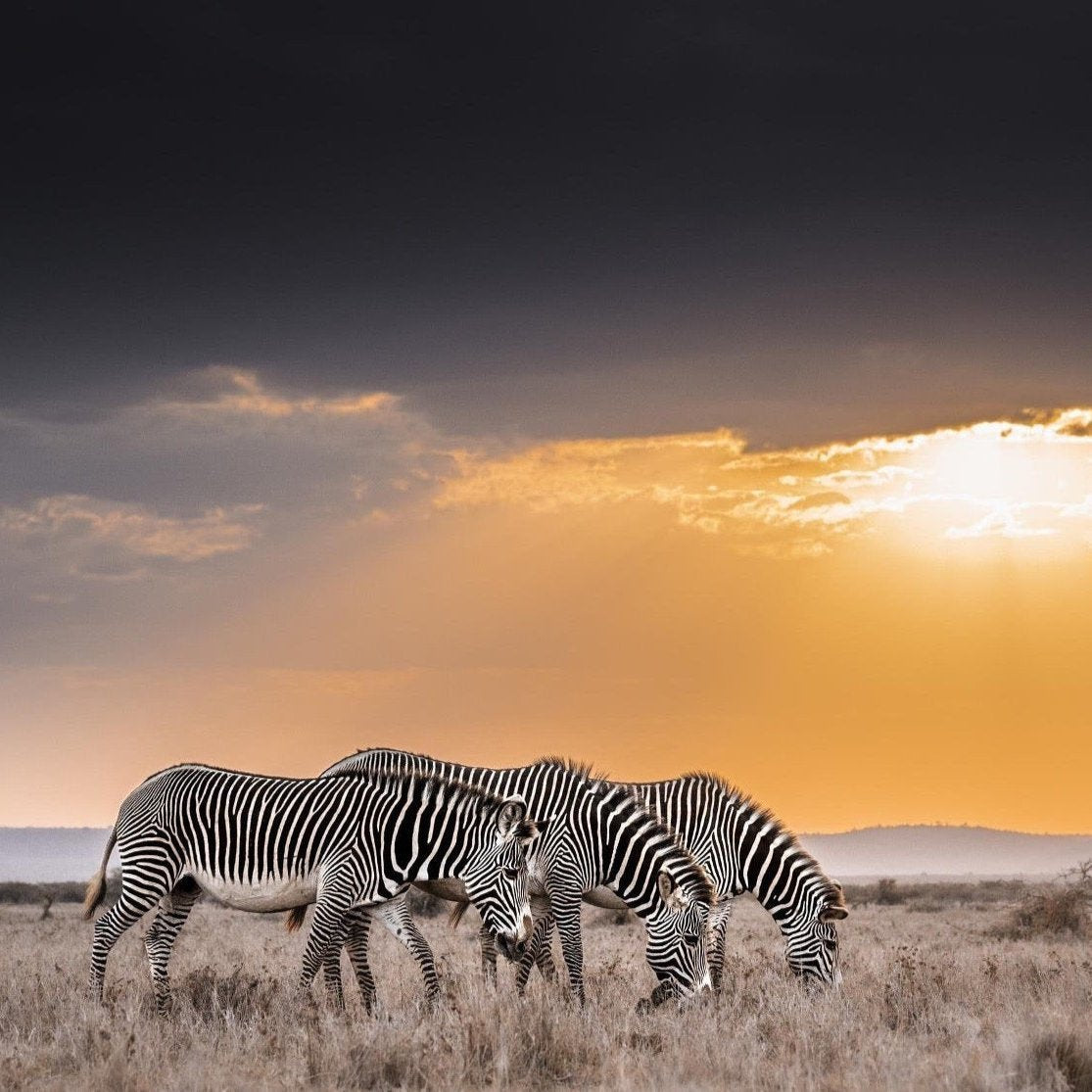 Kenya Private Luxury Safari – Safari&Salt